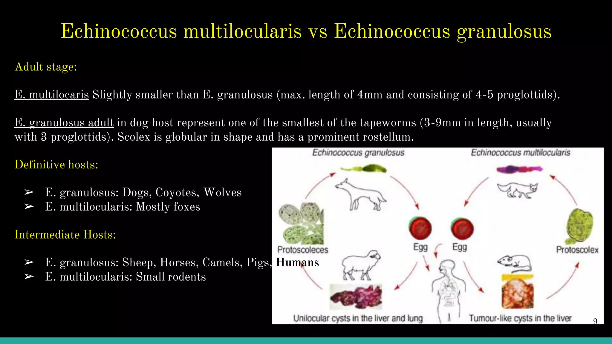 Echinococcosis | PPTX