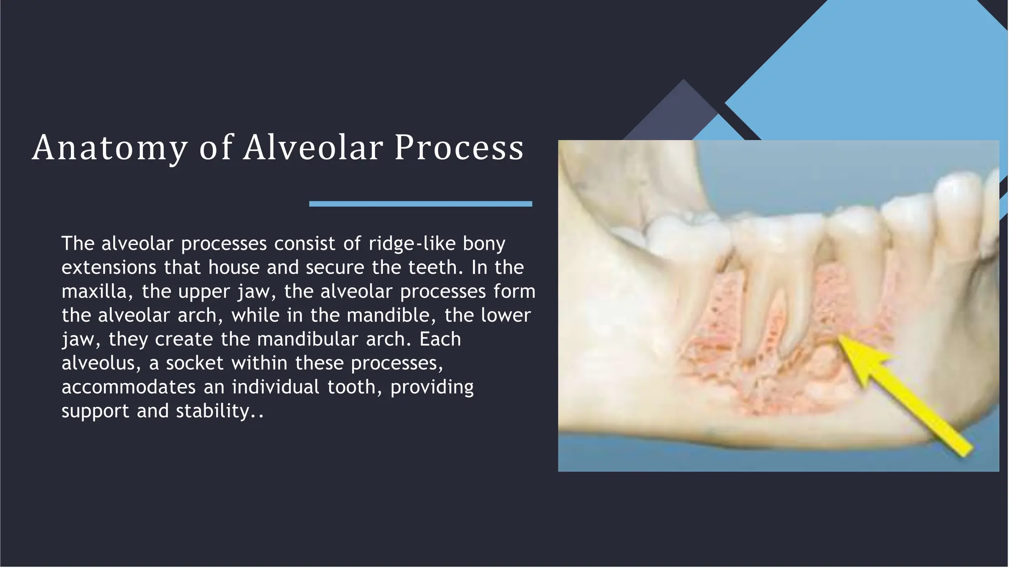 alveolar processes in mandible and tooth.pptx