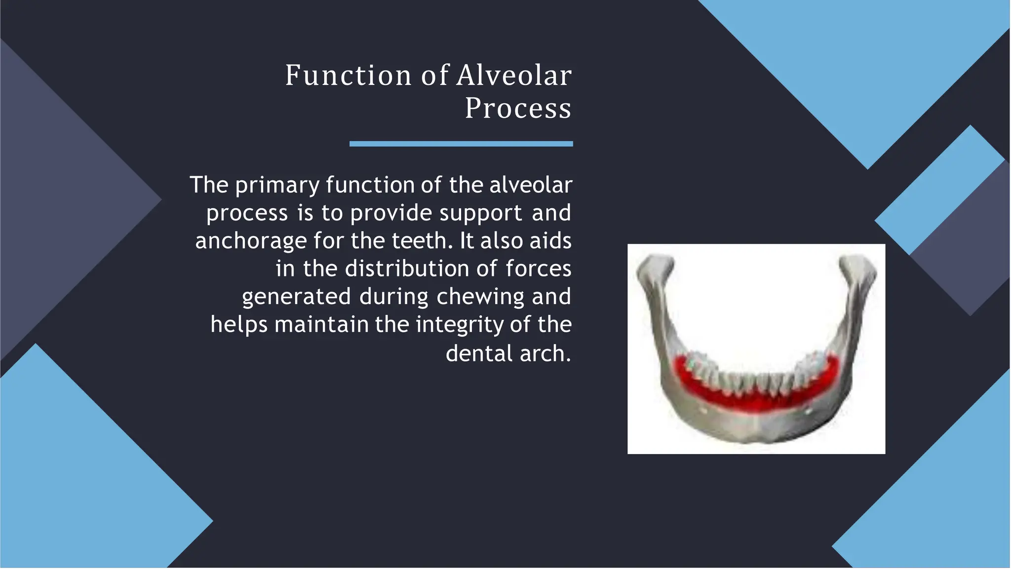 alveolar processes in mandible and tooth.pptx