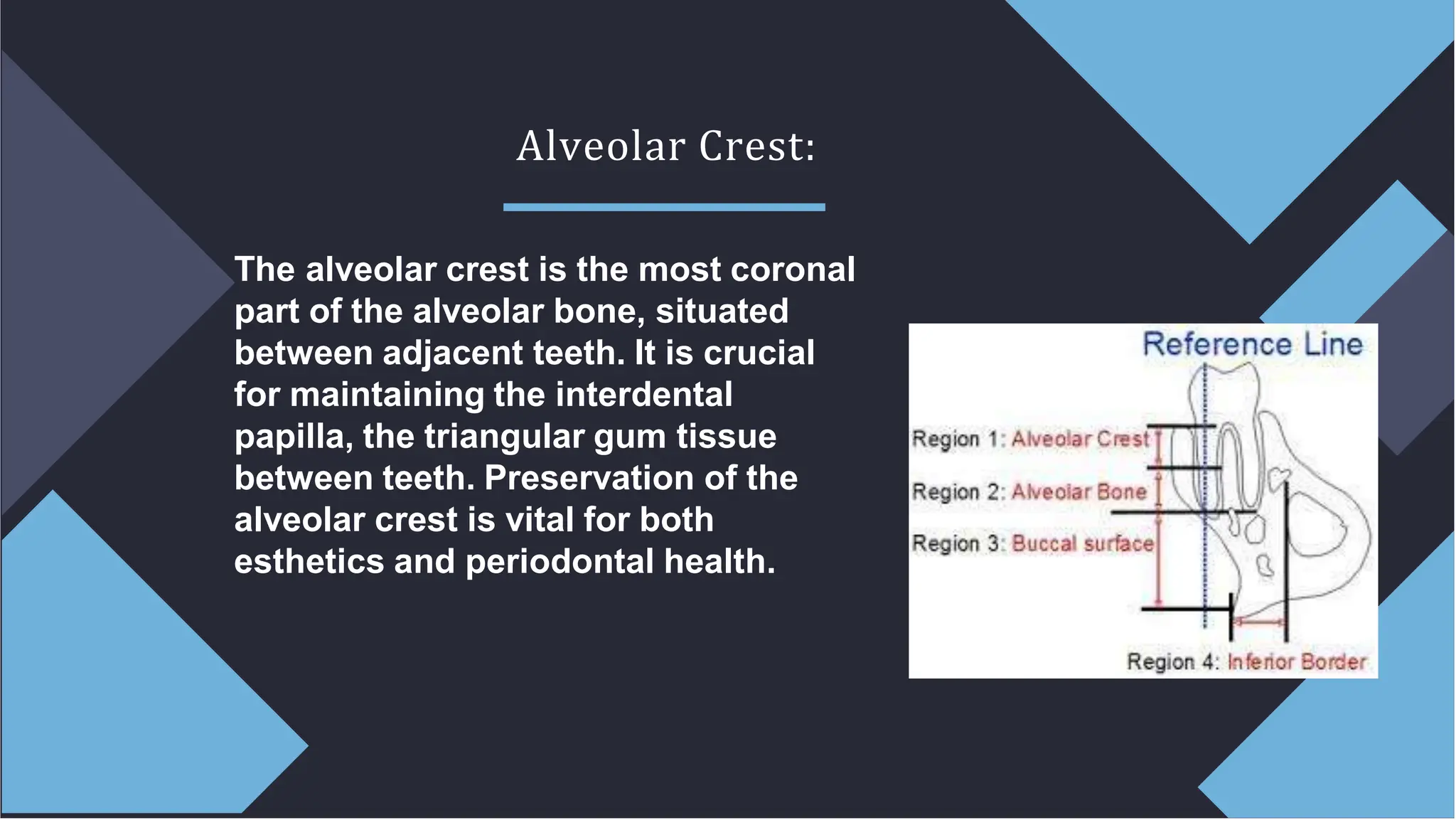 alveolar processes in mandible and tooth.pptx