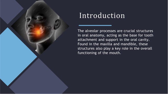 alveolar processes in mandible and tooth.pptx