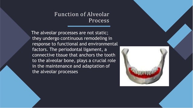 alveolar processes in mandible and tooth.pptx
