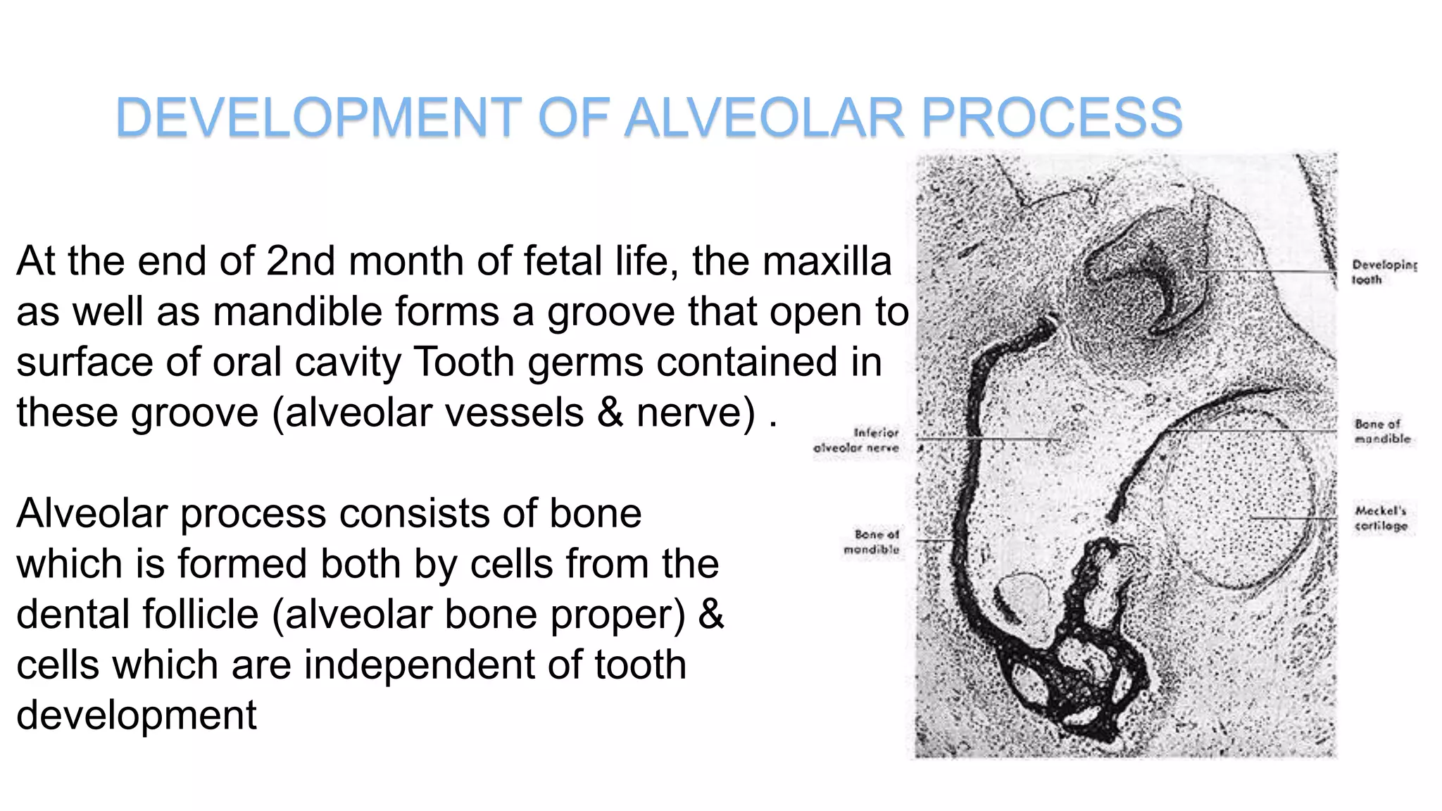 Alveolar bone ppt dental periodontic topic by channu m g 2k18 | PPTX ...