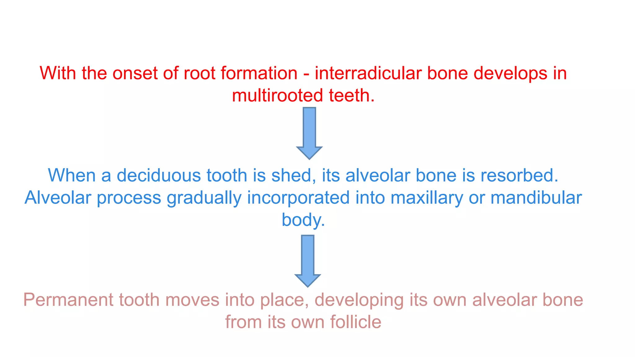 Alveolar bone ppt dental periodontic topic by channu m g 2k18 | PPTX