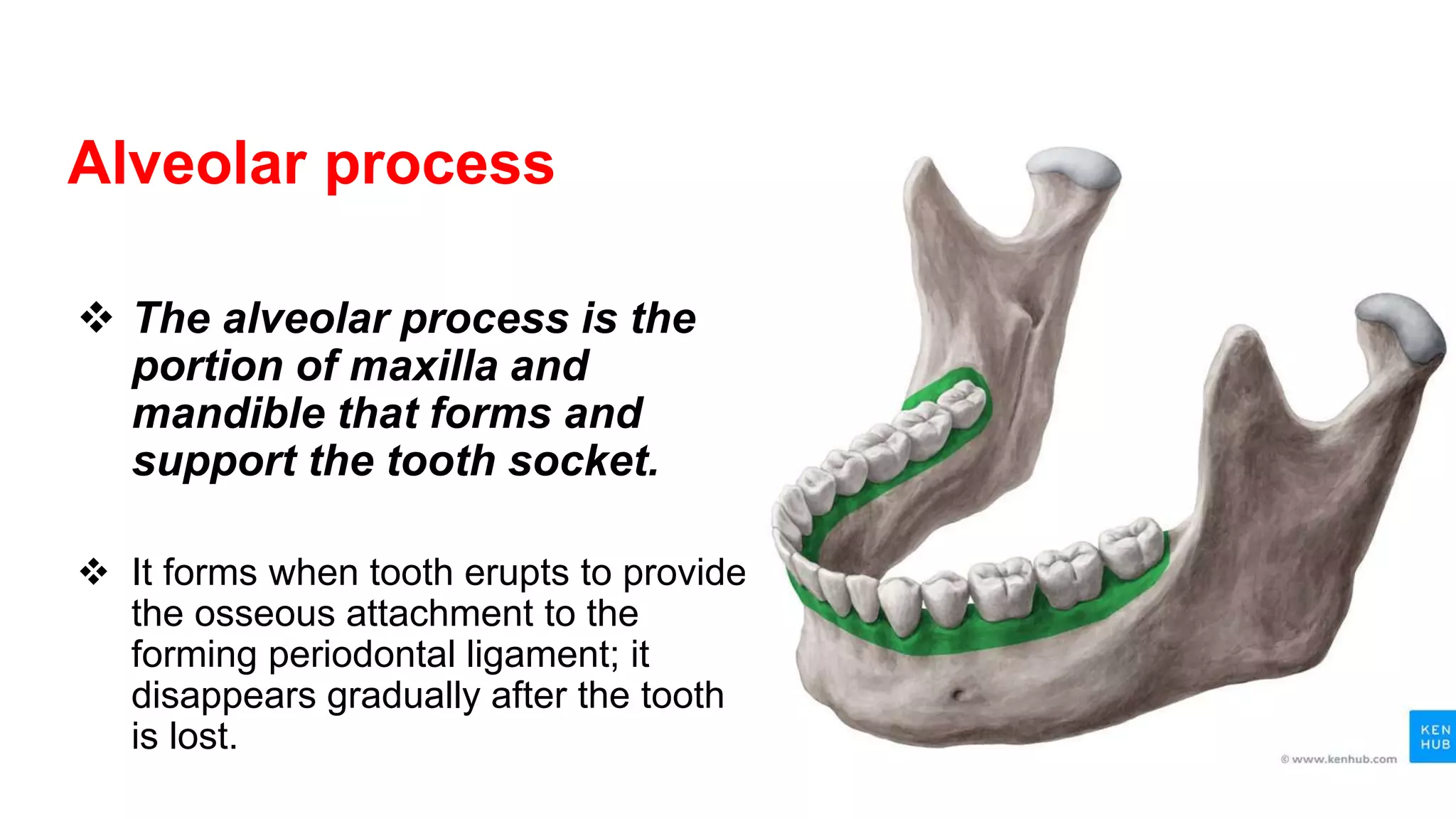Alveolar bone ppt dental periodontic topic by channu m g 2k18 | PPTX