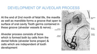 Alveolar bone ppt dental periodontic topic by channu m g 2k18 | PPTX