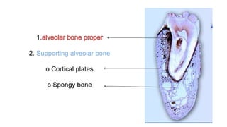 Alveolar bone ppt dental periodontic topic by channu m g 2k18 | PPTX