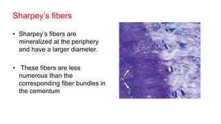 Alveolar bone ppt dental periodontic topic by channu m g 2k18 | PPTX