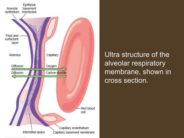 ALVEOLAR VENTILATION.ppt
