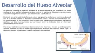 Alveologenesis, hueso alveolar, todo loque necesitas. | PPTX