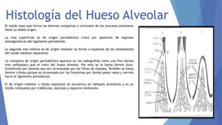Alveologenesis, hueso alveolar, todo loque necesitas. | PPTX