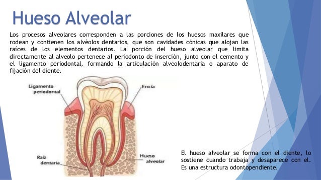 Alveologenesis, hueso alveolar, todo loque necesitas.