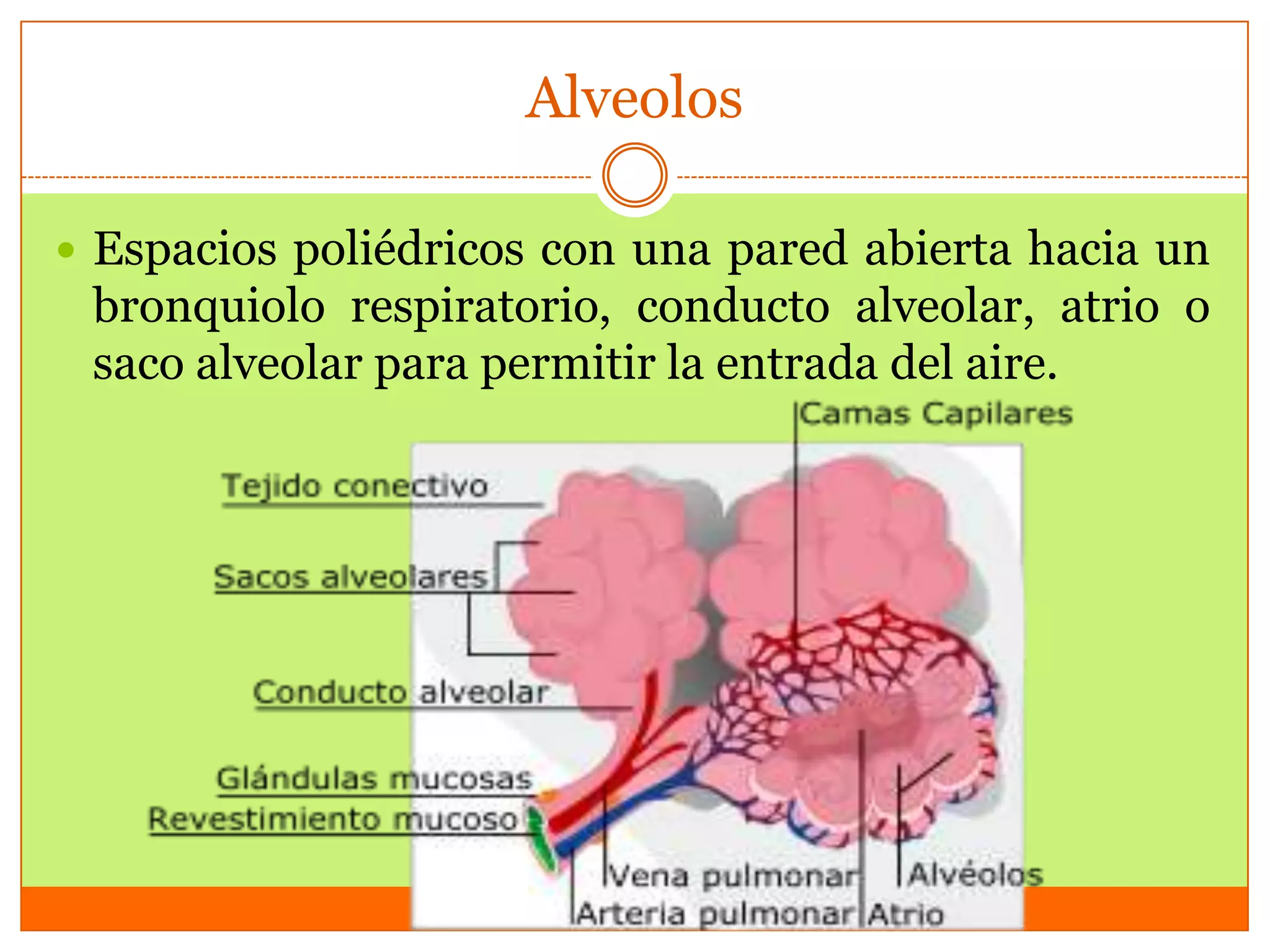 Alveolos Pulmonares - Histología de Lesson | PPTX
