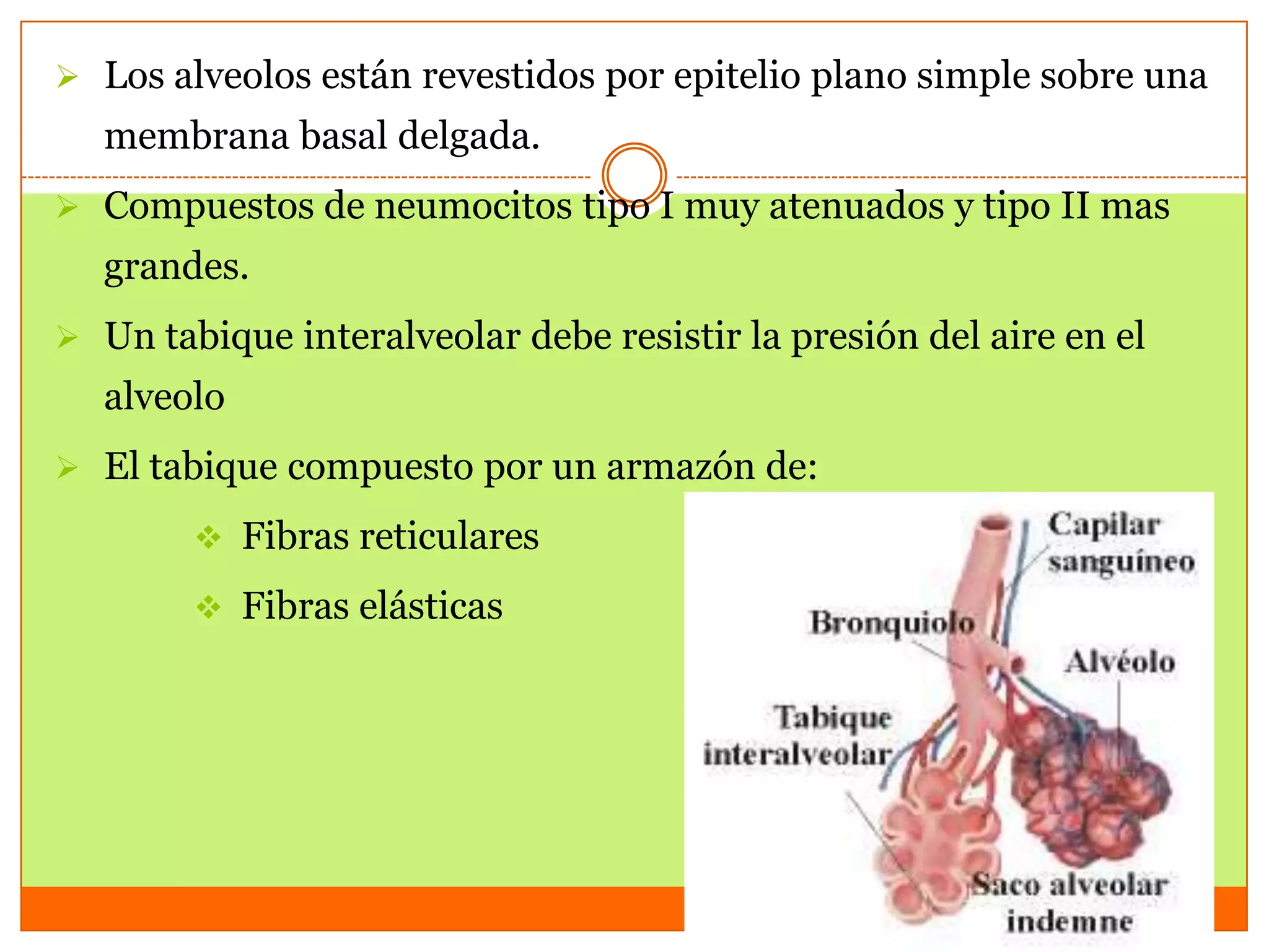 Alveolos Pulmonares - Histología de Lesson | PPTX