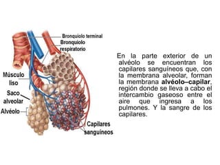 Alvéolos Sistema Respiratorio | PPTX