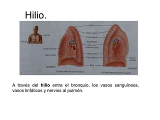 Alvéolos Sistema Respiratorio | PPTX