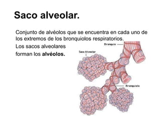Alvéolos Sistema Respiratorio | PPTX