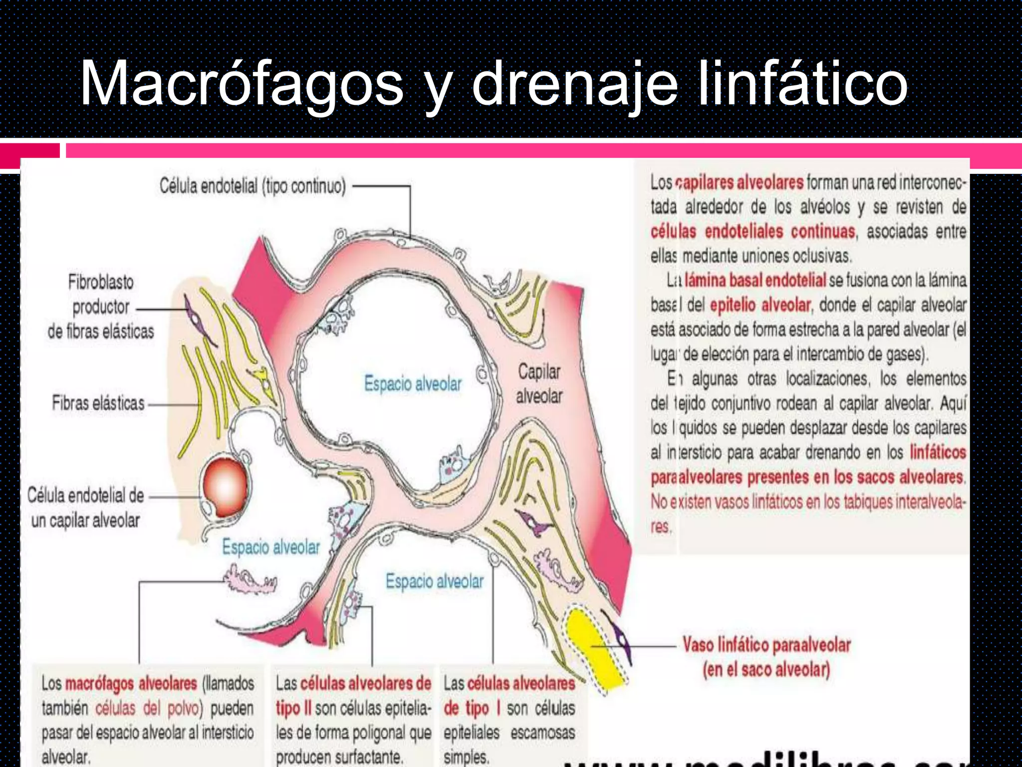 Alveolos, conductos alveolares y | PPTX