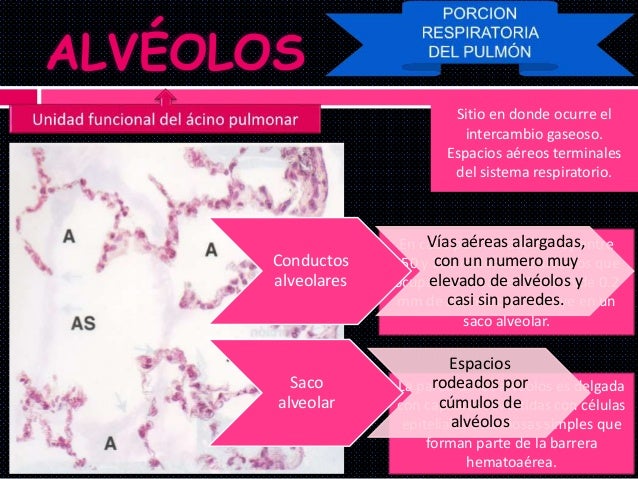 Alveolos, conductos alveolares y