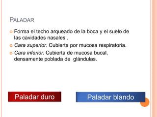 Alveolos dentarios y Paladar | PPTX
