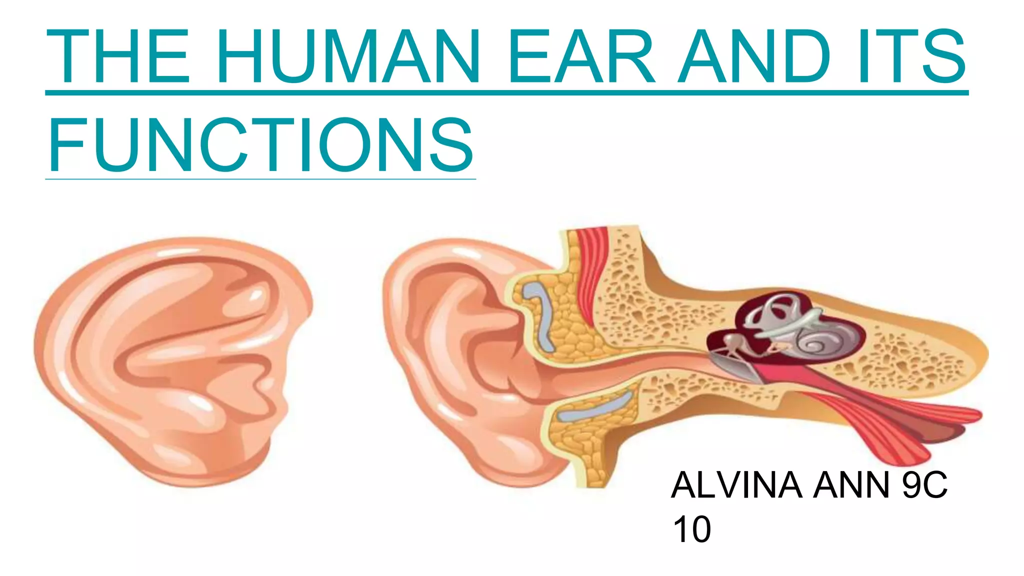 human ear and its function ppt | PPTX | Digital Audio | Computer ...