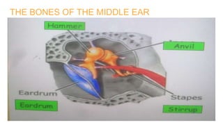 human ear and its function ppt | PPTX