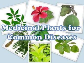 Medicinal Plants for Common Diseases | PPTX