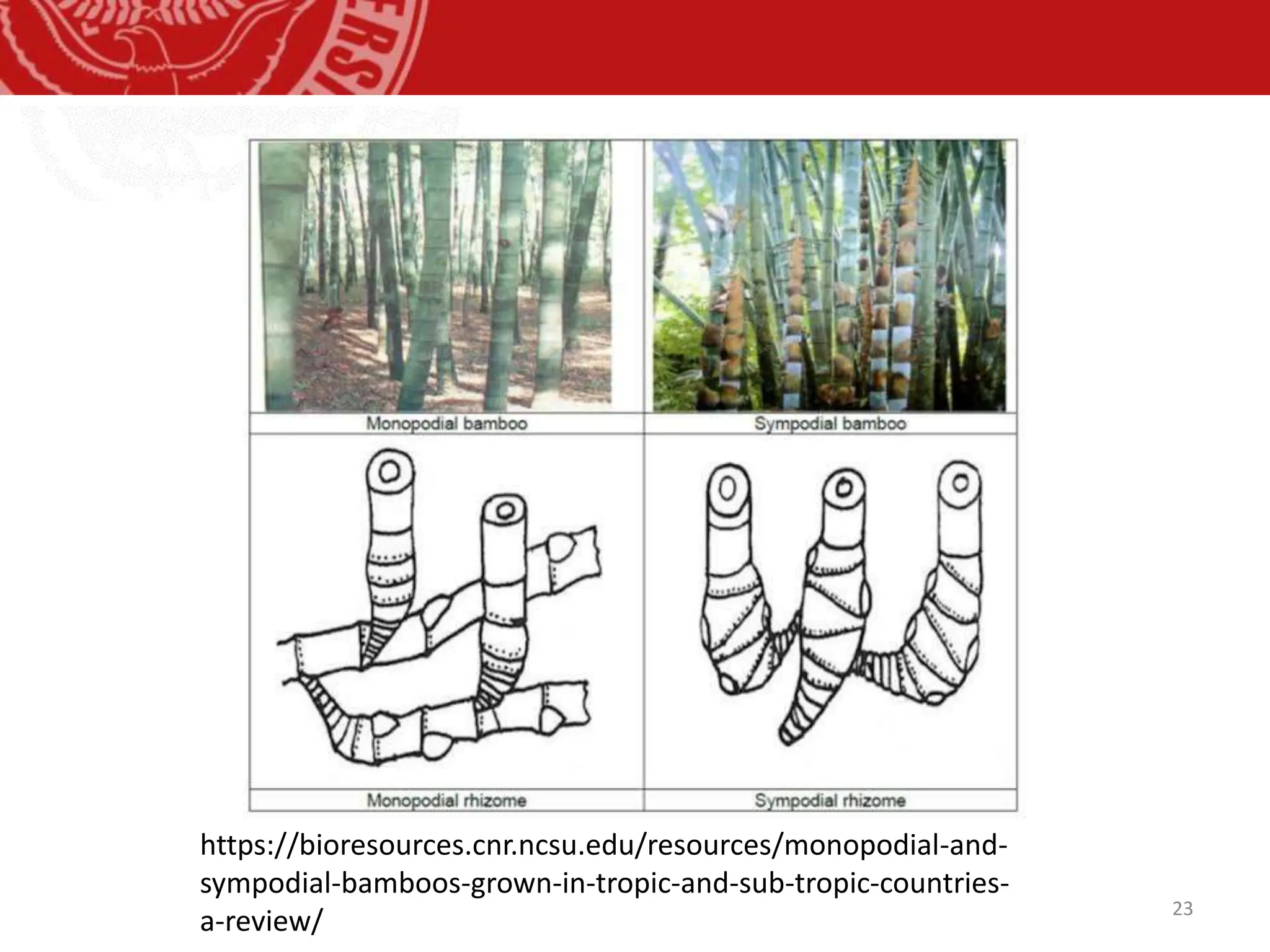 non wood products in the philippines.pptx