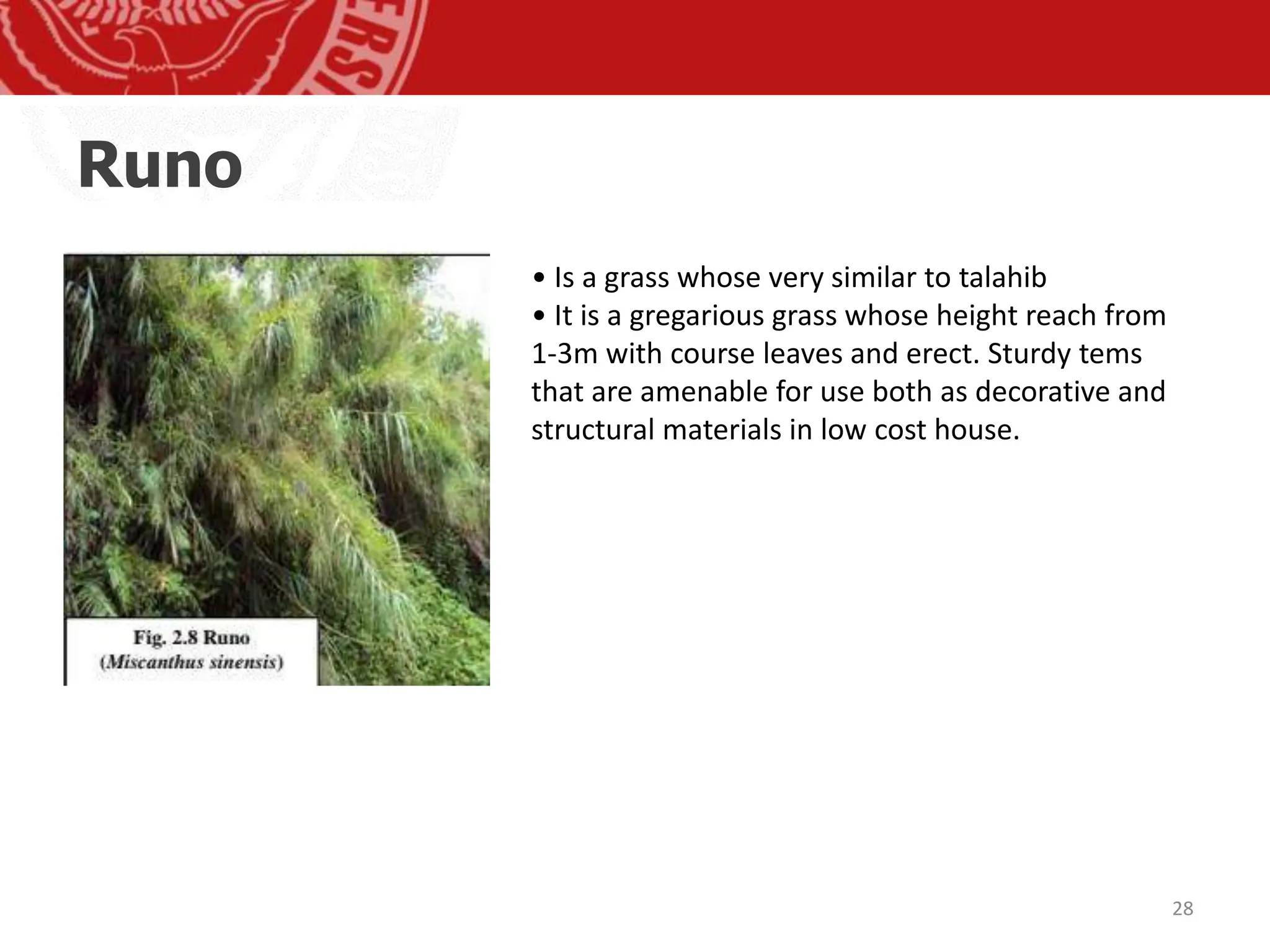 non wood products in the philippines.pptx