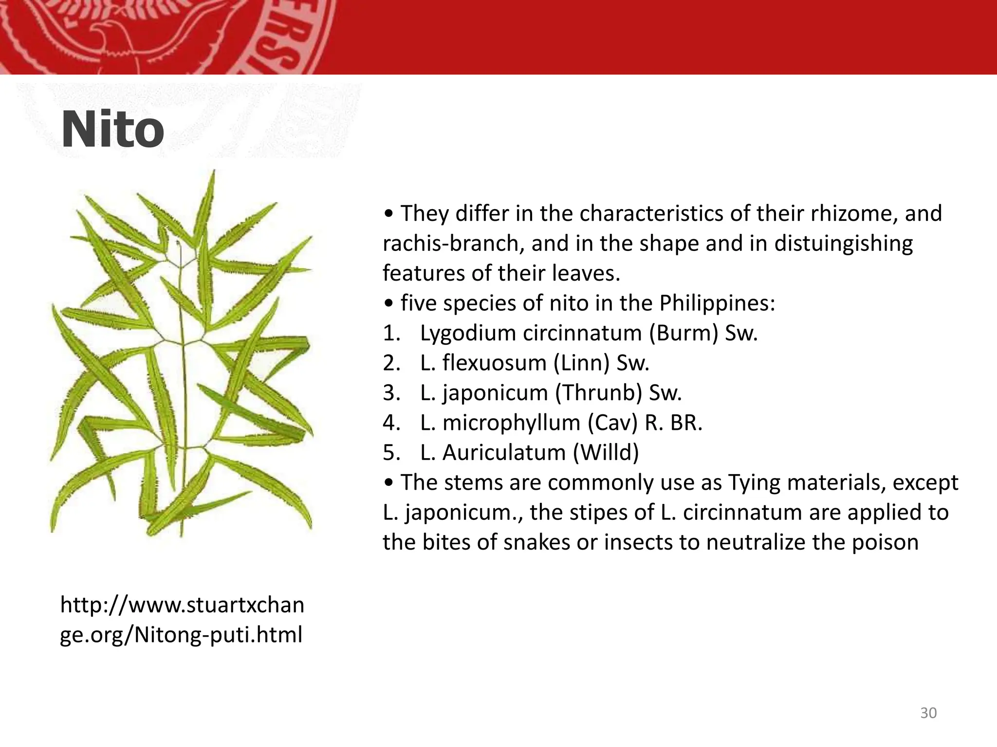 non wood products in the philippines.pptx