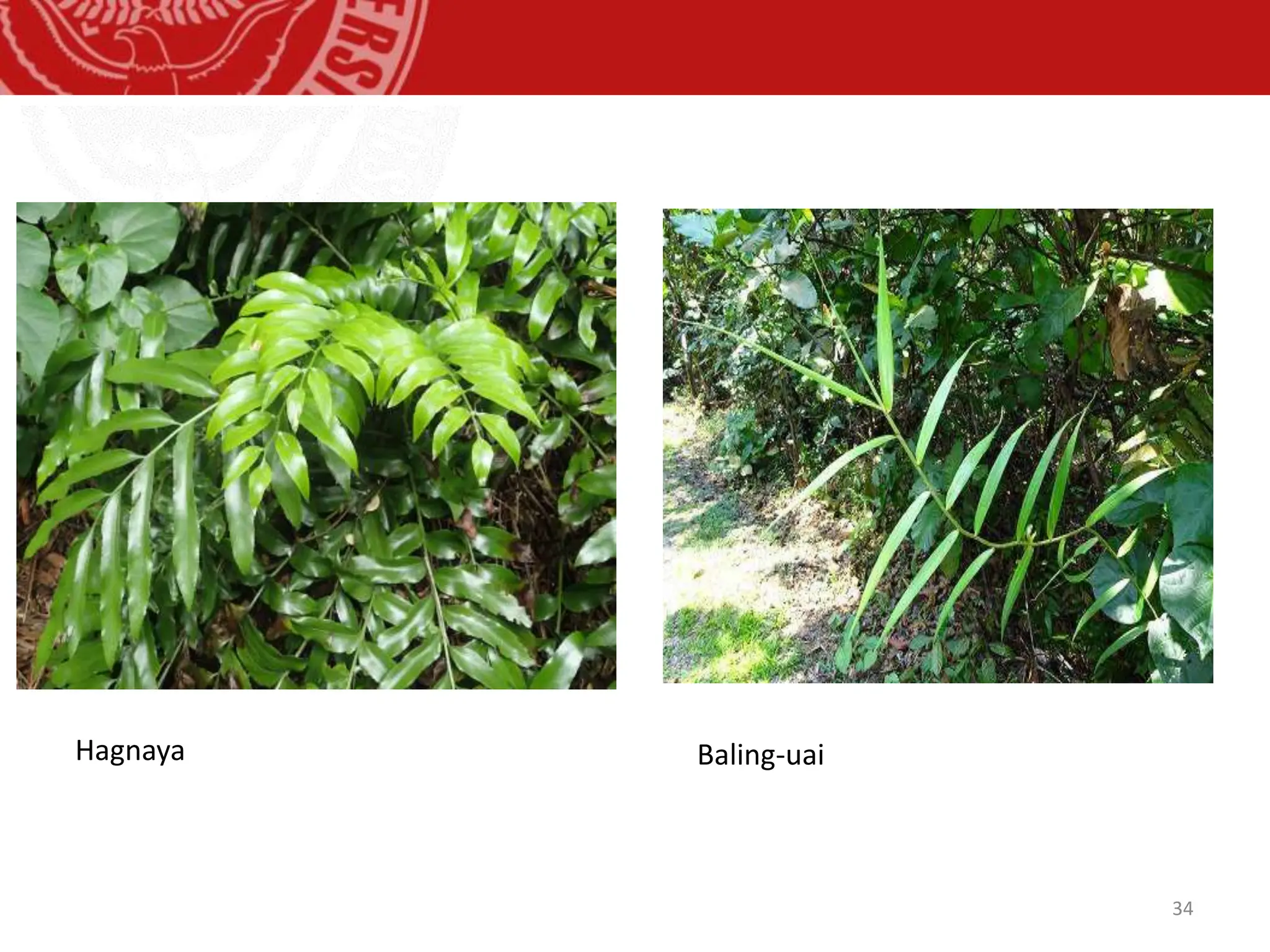 non wood products in the philippines.pptx