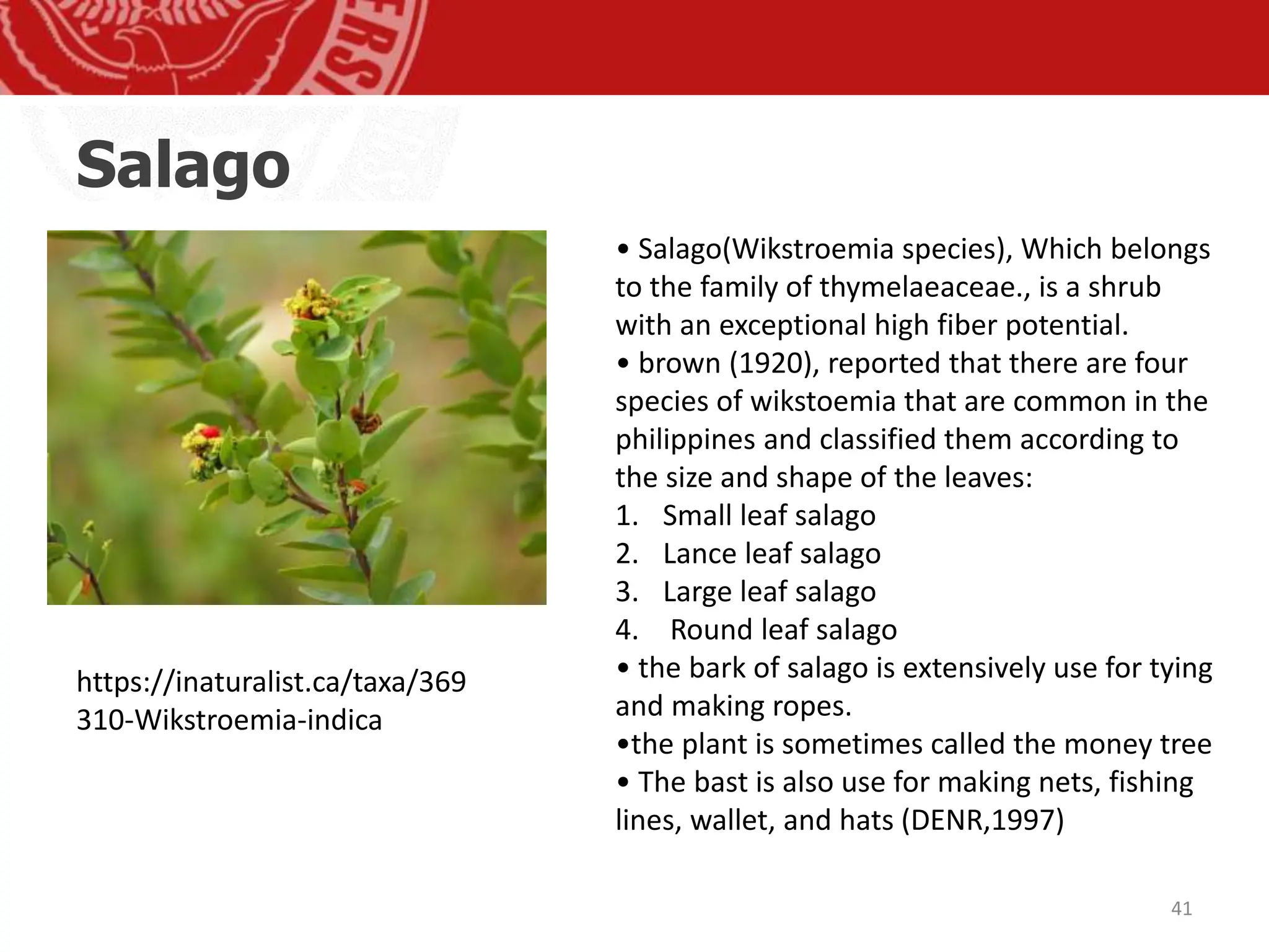 non wood products in the philippines.pptx