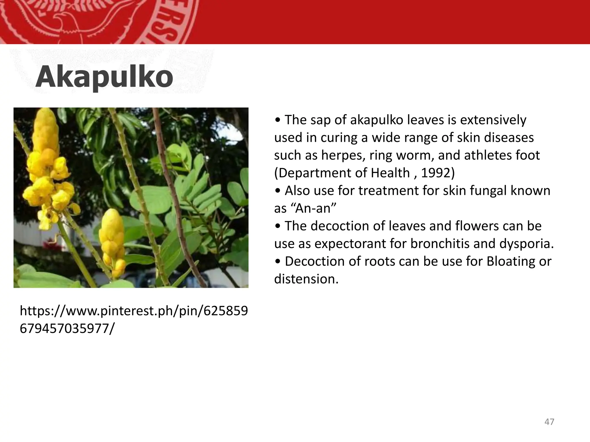 non wood products in the philippines.pptx