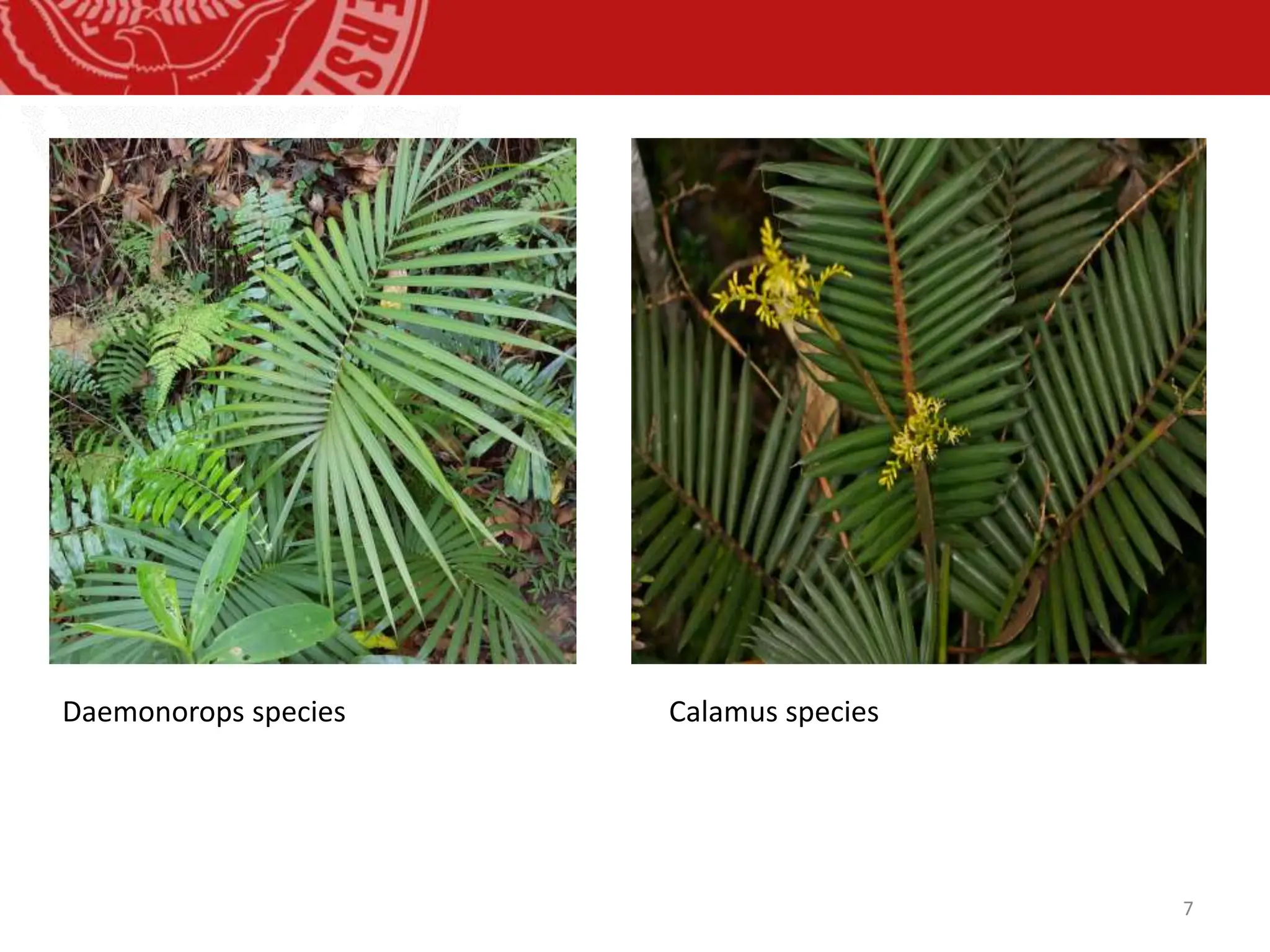 non wood products in the philippines.pptx