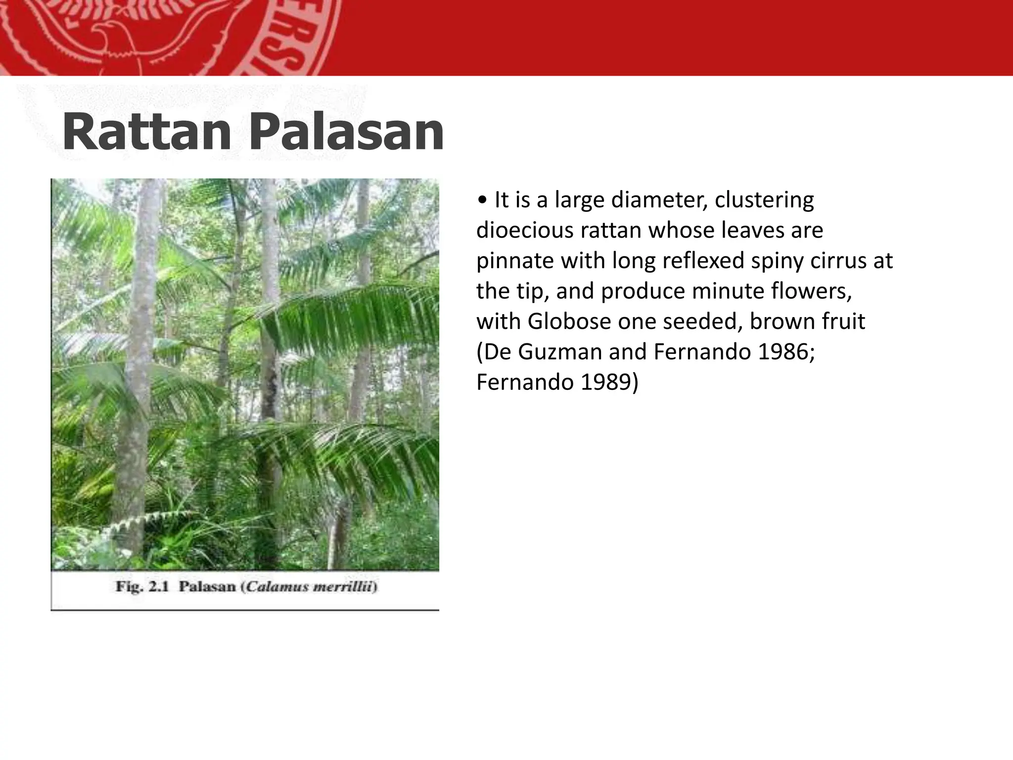 non wood products in the philippines.pptx