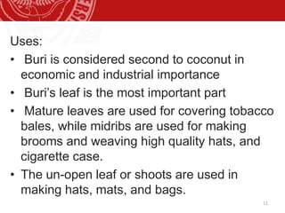 non wood products in the philippines.pptx