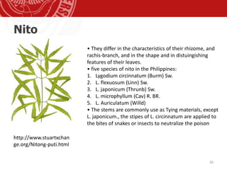 non wood products in the philippines.pptx
