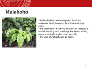 non wood products in the philippines.pptx