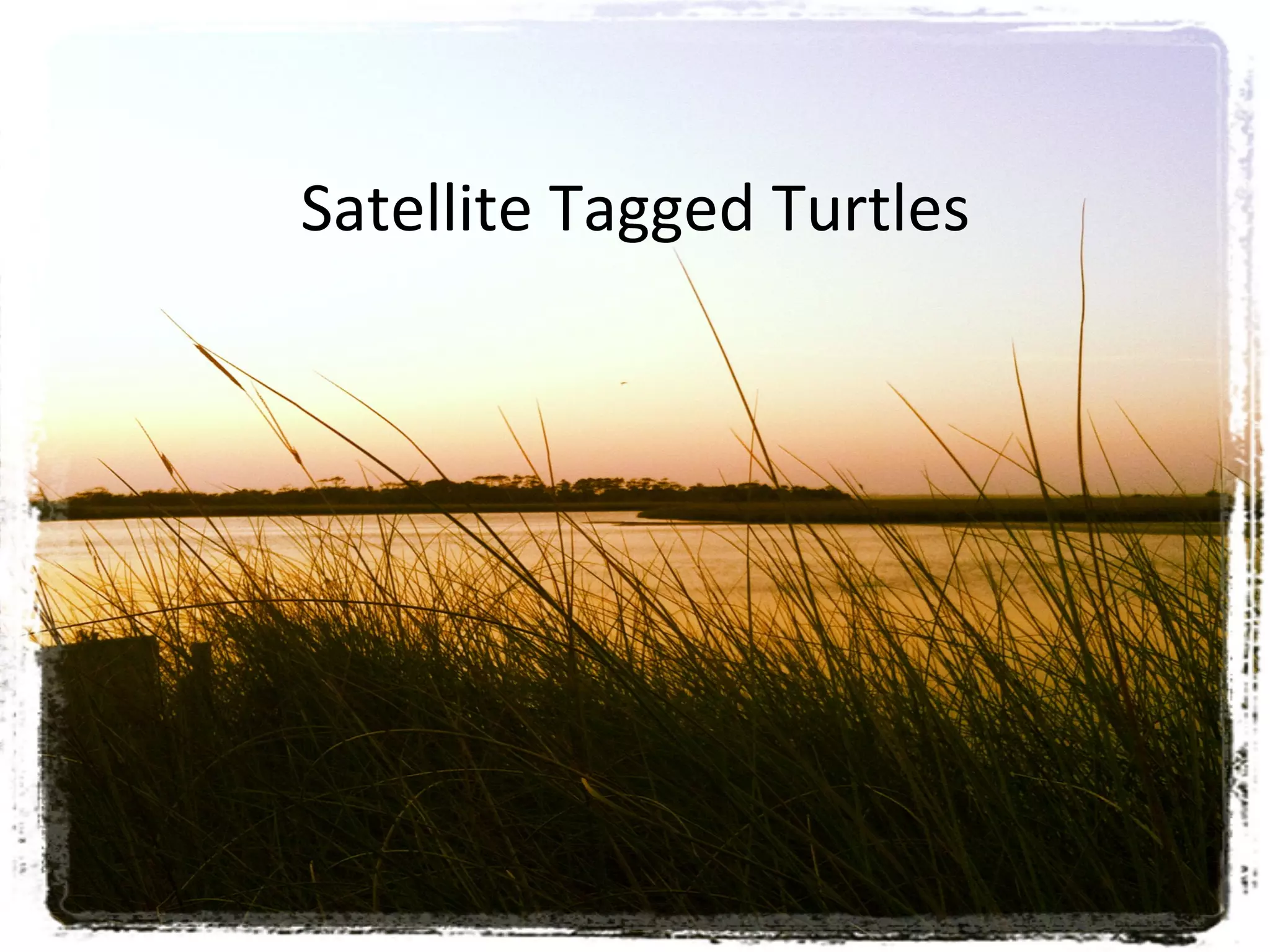 Spatial Patterns of Sea Turtle Nests on Bald Head Island, NC Using GIS ...