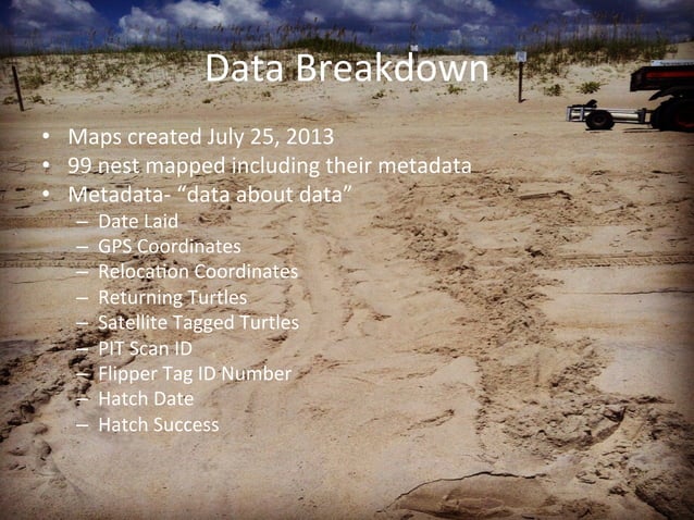 Spatial Patterns of Sea Turtle Nests on Bald Head Island, NC Using GIS ...