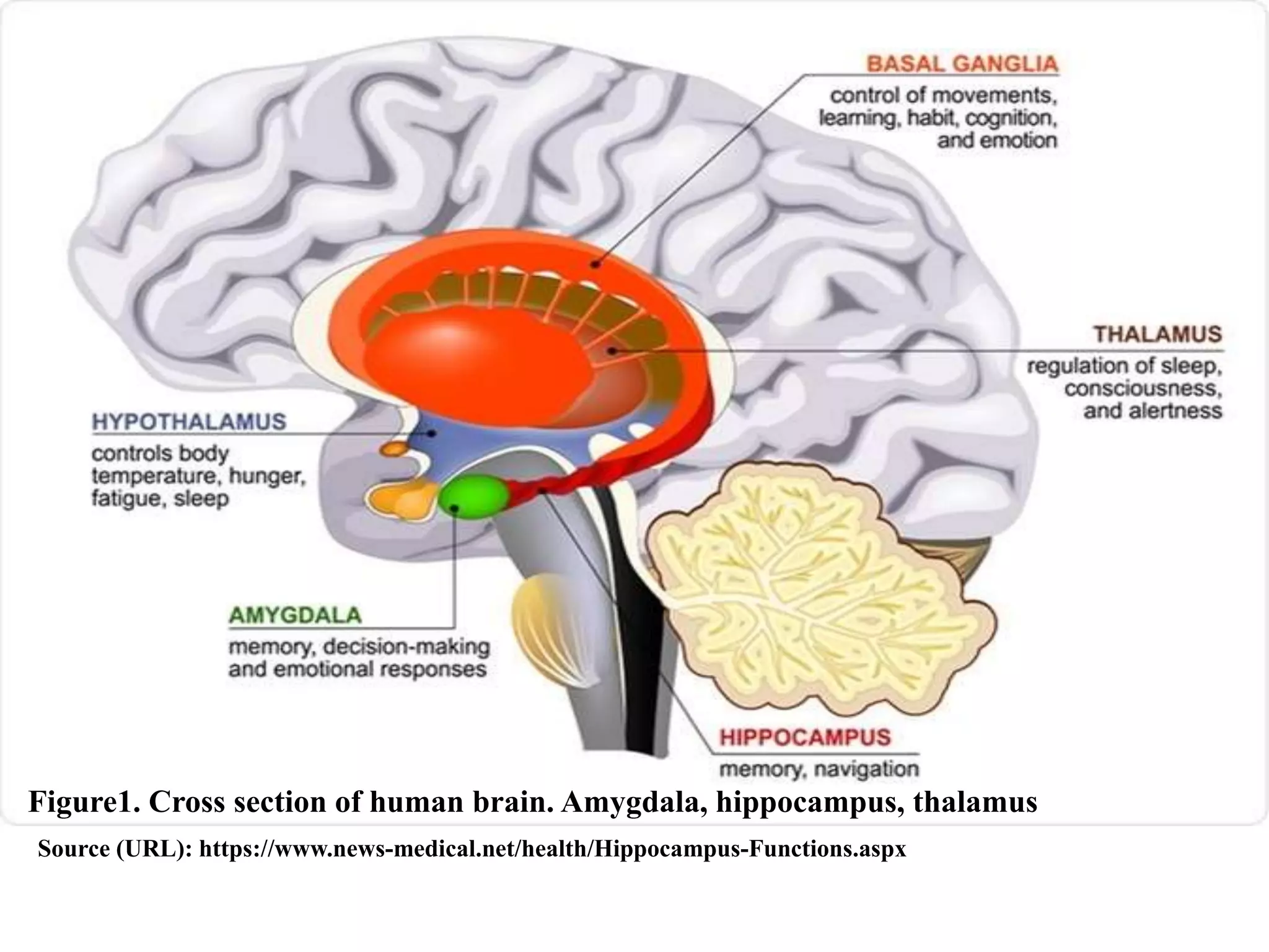 Alzheimer's Disease.ppt | Brain and Nervous System Disorders | Diseases ...