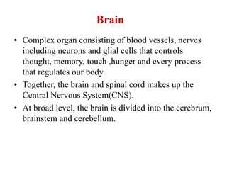 Alzheimer's Disease.ppt | Brain and Nervous System Disorders | Diseases ...