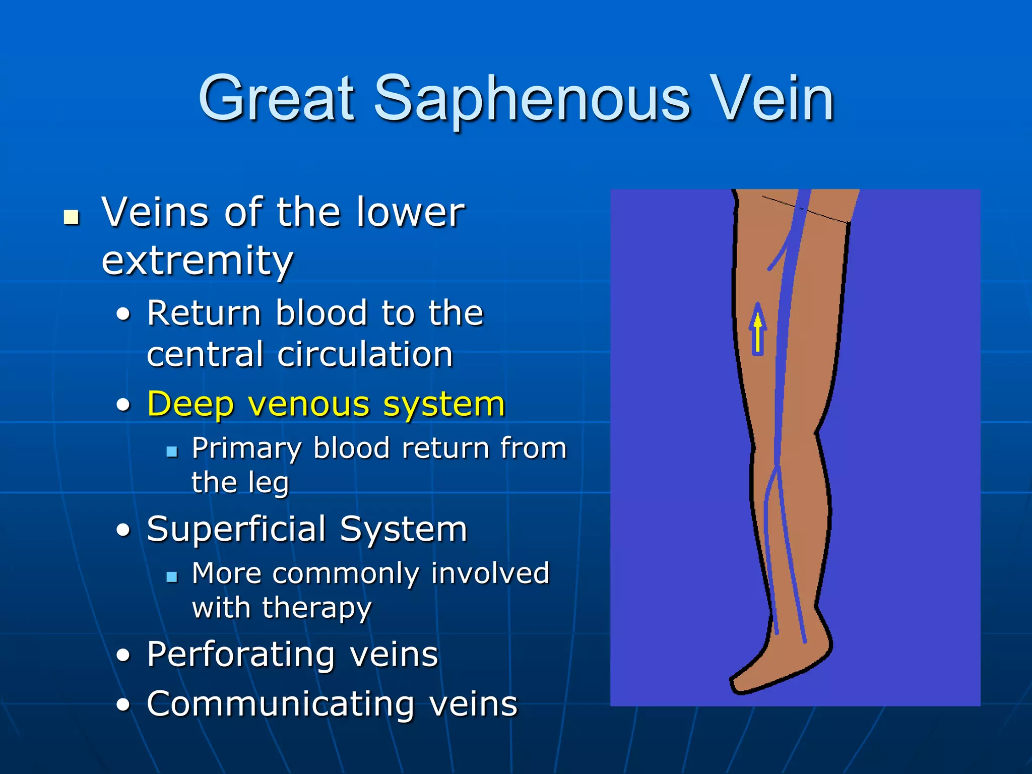 The Great Saphenous Vein | PDF