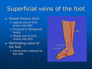 The Great Saphenous Vein | PDF