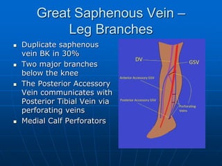 Accessory Saphenous Vein Anatomy