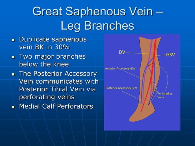 The Great Saphenous Vein