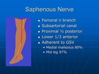 Saphenous Vein And Nerve