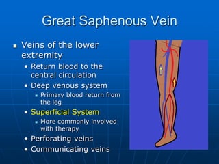 Great Saphenous Vein