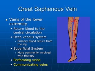 The Great Saphenous Vein