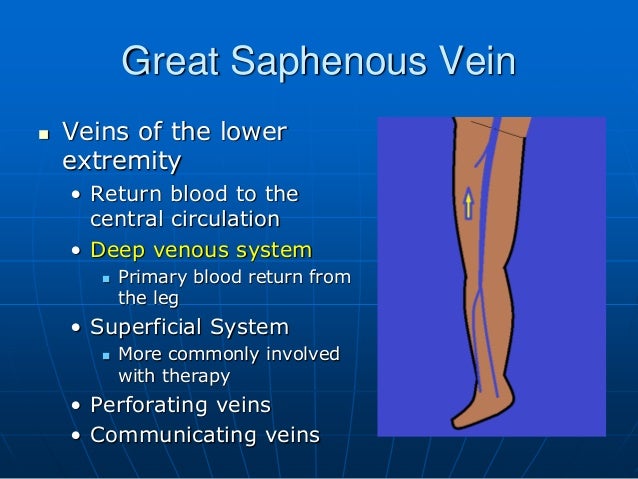 Lower Extremity Deep Vein Diagram